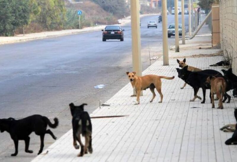 فيديو مشهد مروع لـكلاب ضالة تحاول نهش طفل