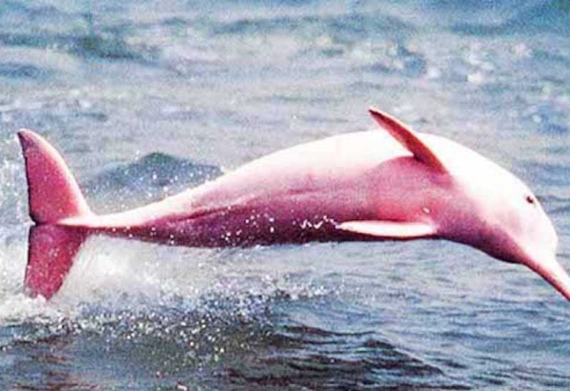 باستخدام القوارب والطائرات.. إنقاذ دولفينين "ساحرين" في بوليفيا