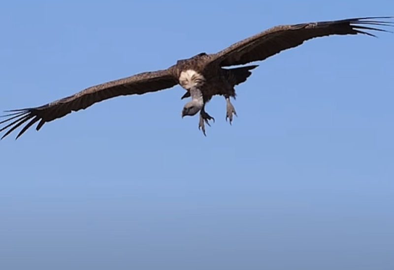 فيديو.. شاهد أضخم وأعتى النسور تستطيع هزيمة أشرس الحيوانات